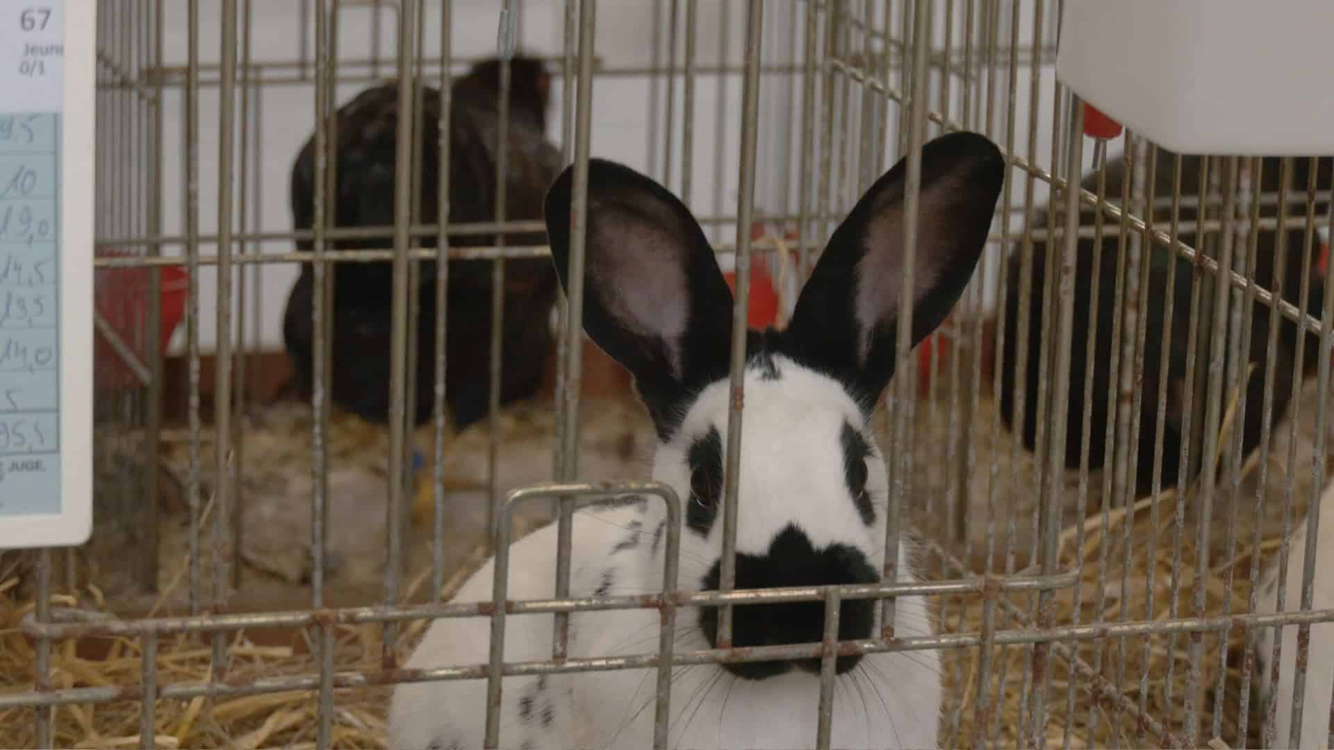 L'exposition Avicole de Forbach, une institution qui peine à trouver ...