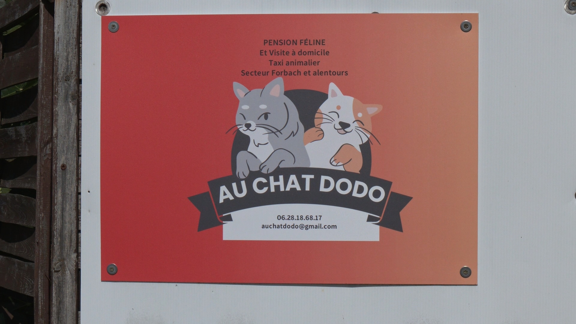 Au Chat Dodo : Des vacances 5 étoiles pour chats - TV8 Moselle-Est