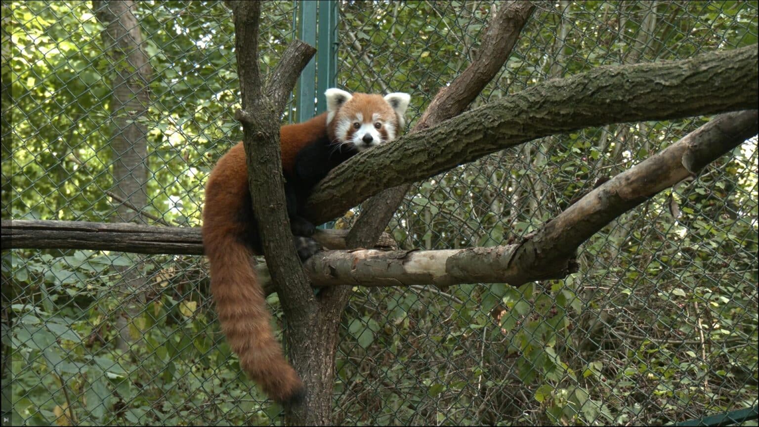 Journée Internationale du panda roux : une espèce en voix d'extinction ...